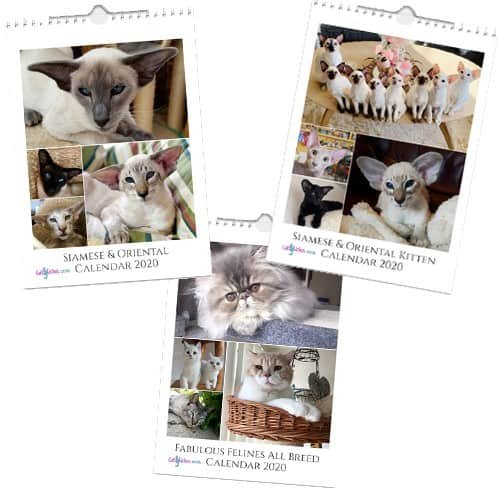 Amazing Cat Calendars by CattyLicious Calendars