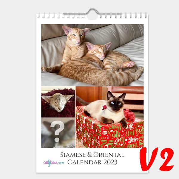 Siamese & Oriental Cat Calendar 2022 by CattyLicious Cat Calendars